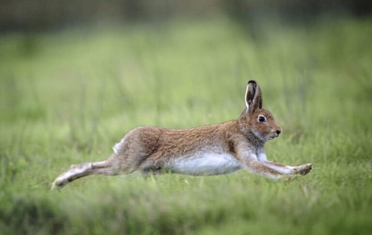 Northern Ireland National Animal Guide | Pierdom