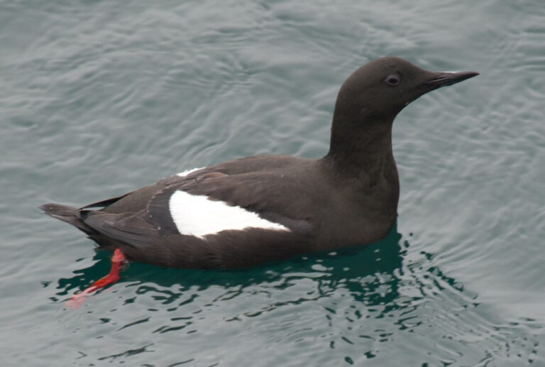 Sea birds UK | 13 Most Common Types of UK Seabirds | Pierdom