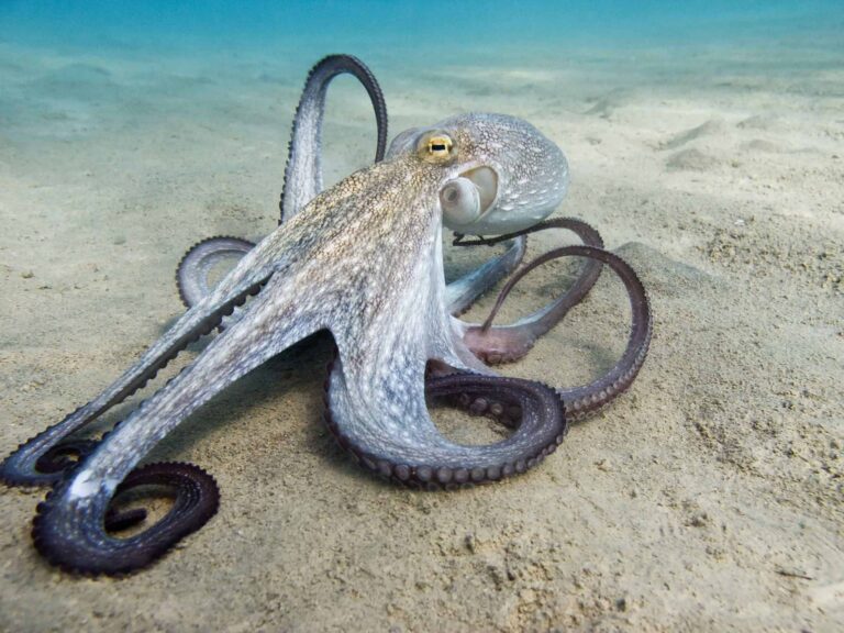 UK Octopus | 18 Types of Octopus with Interesting Facts | Pierdom