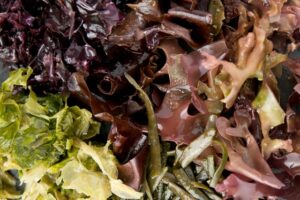 Seaweeds UK | Identification & Examples of UK Seaweed | Pierdom