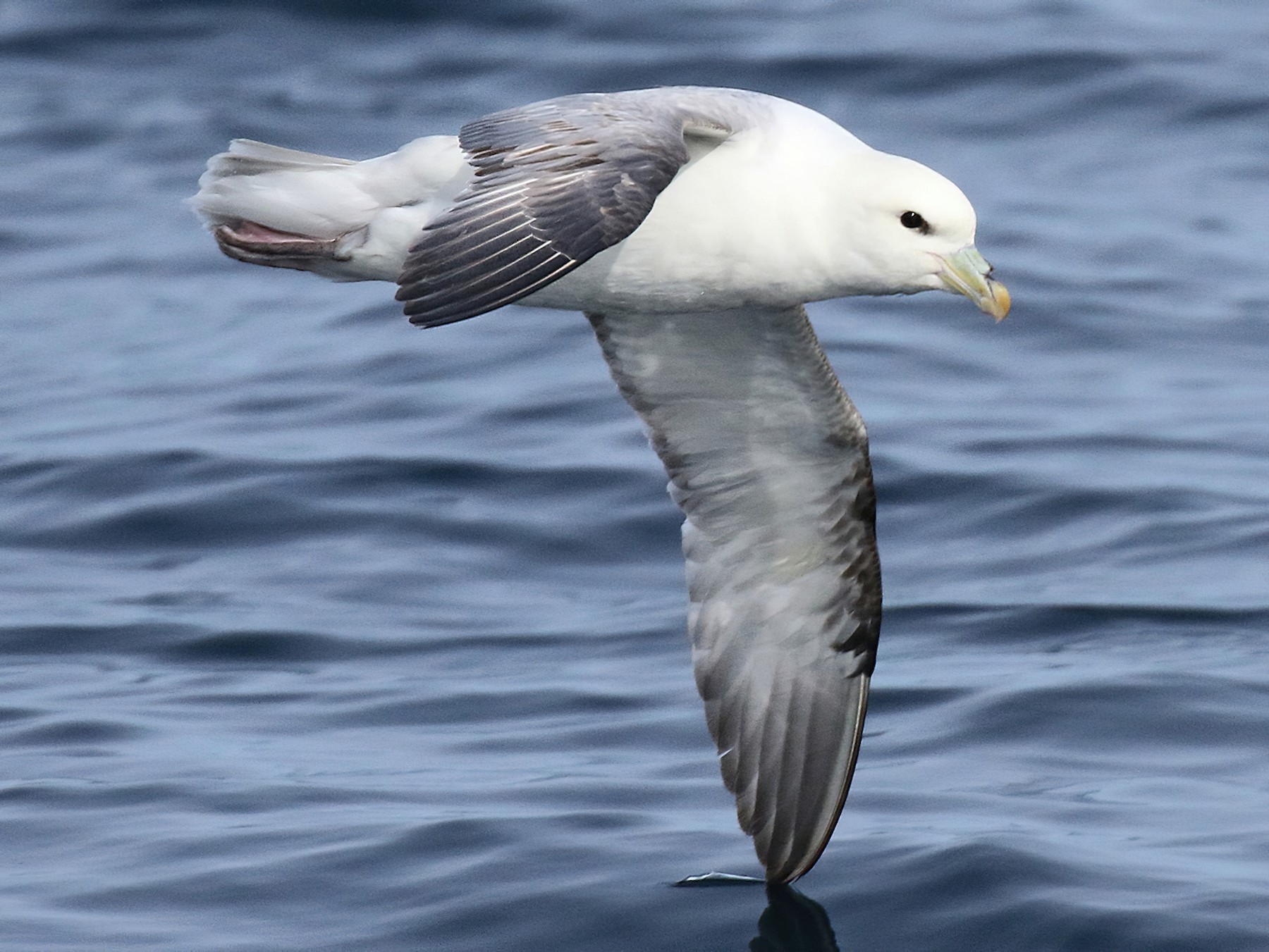 Sea birds UK | 13 Most Common Types of UK Seabirds | Pierdom