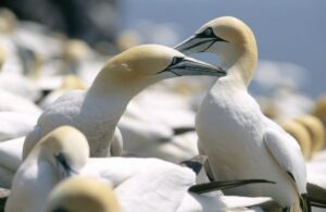 Sea birds UK | 13 Most Common Types of UK Seabirds | Pierdom