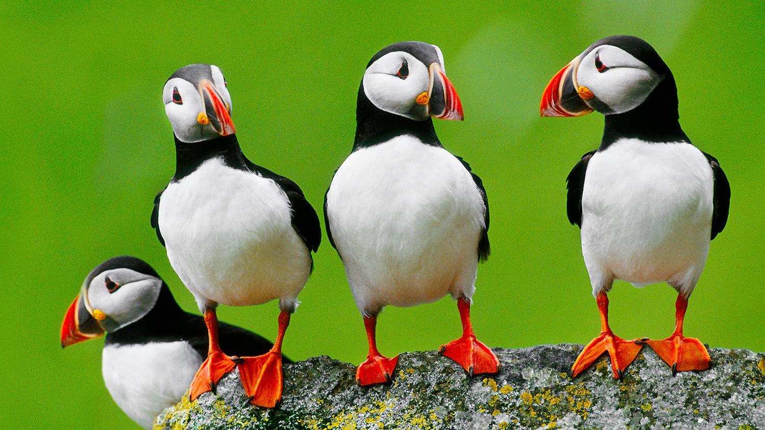 Sea birds UK | 13 Most Common Types of UK Seabirds | Pierdom