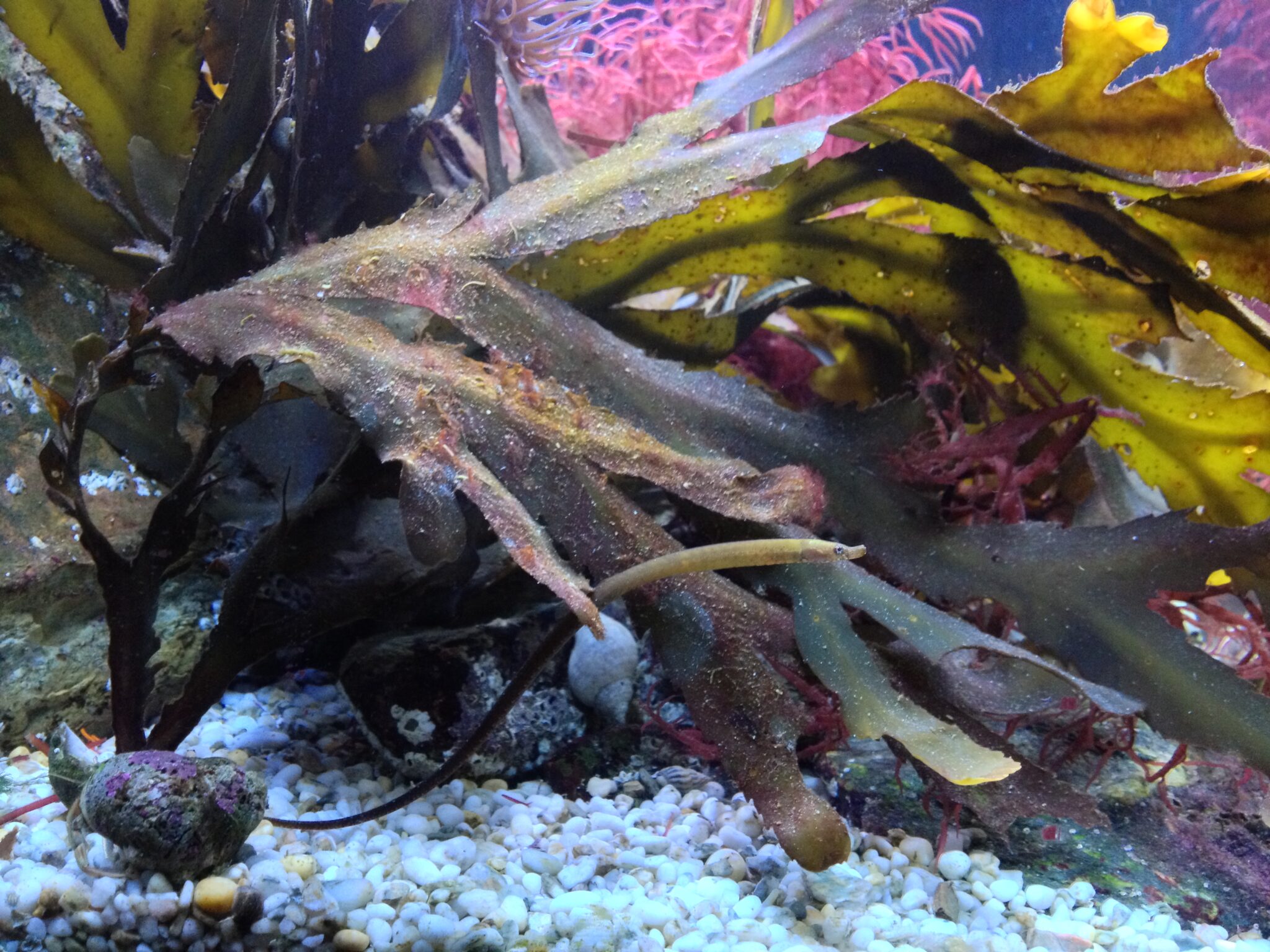 Seaweeds UK | Identification & Examples of UK Seaweed | Pierdom