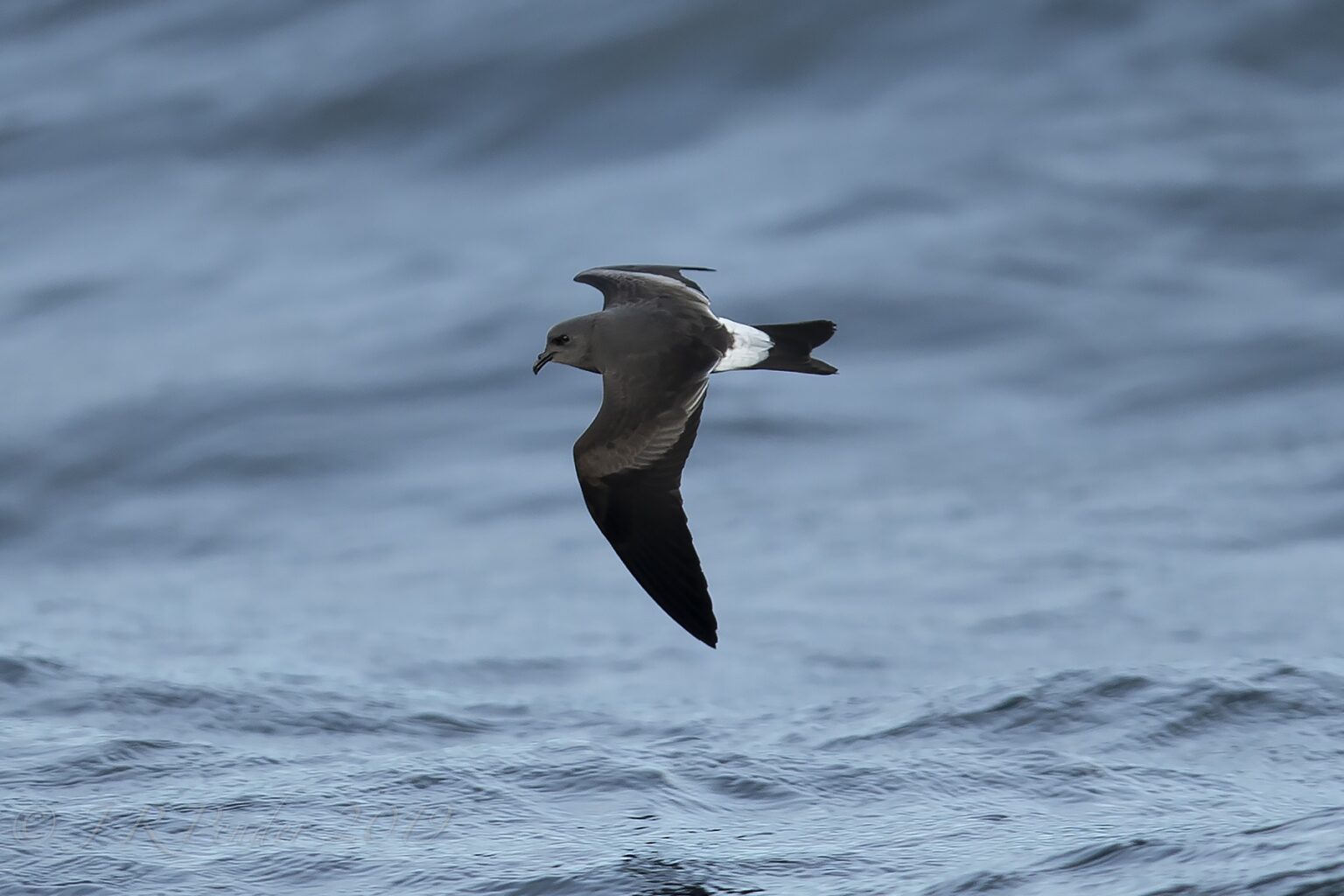 Sea birds UK | 13 Most Common Types of UK Seabirds | Pierdom