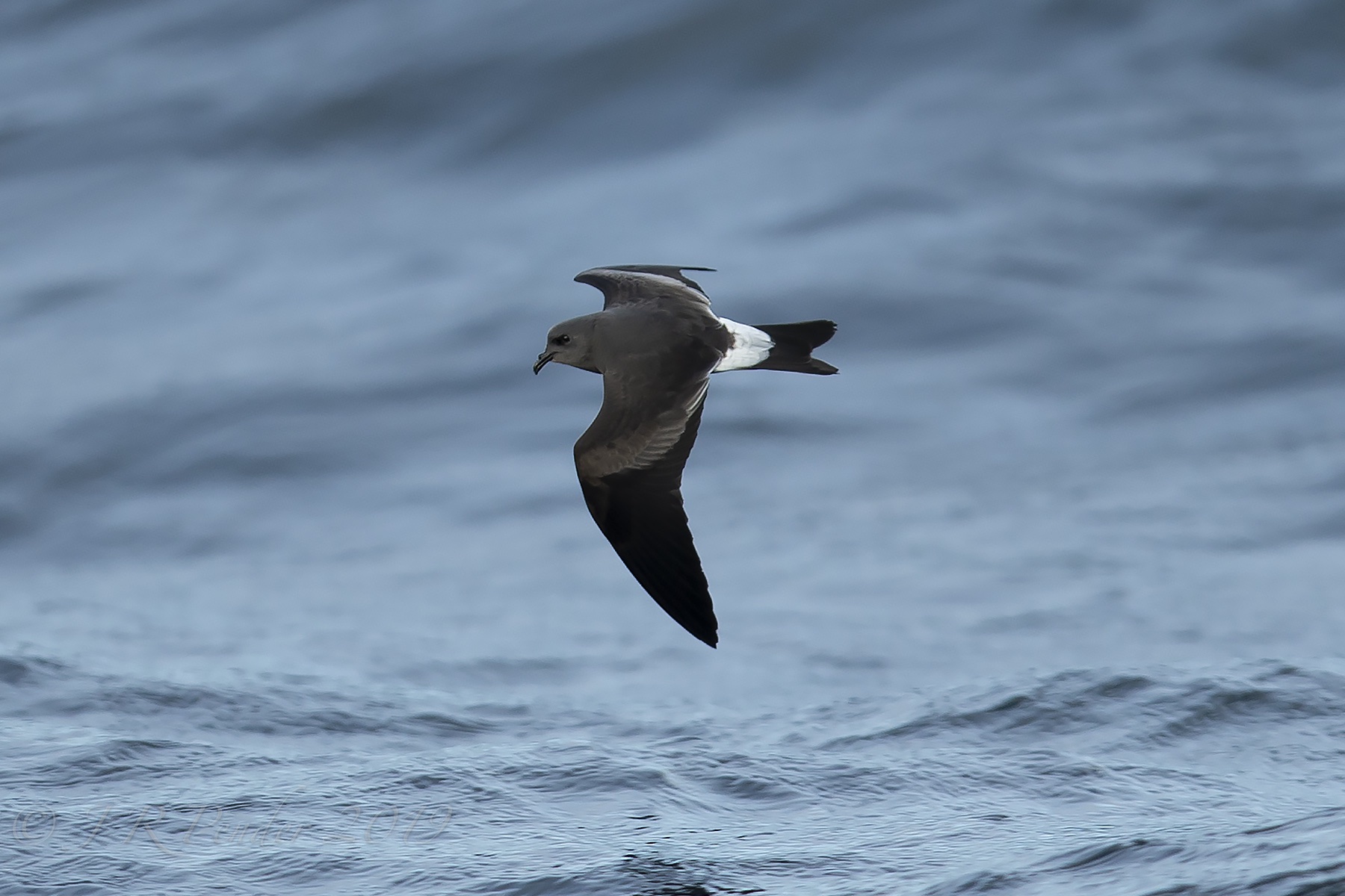 Sea birds UK | 13 Most Common Types of UK Seabirds | Pierdom