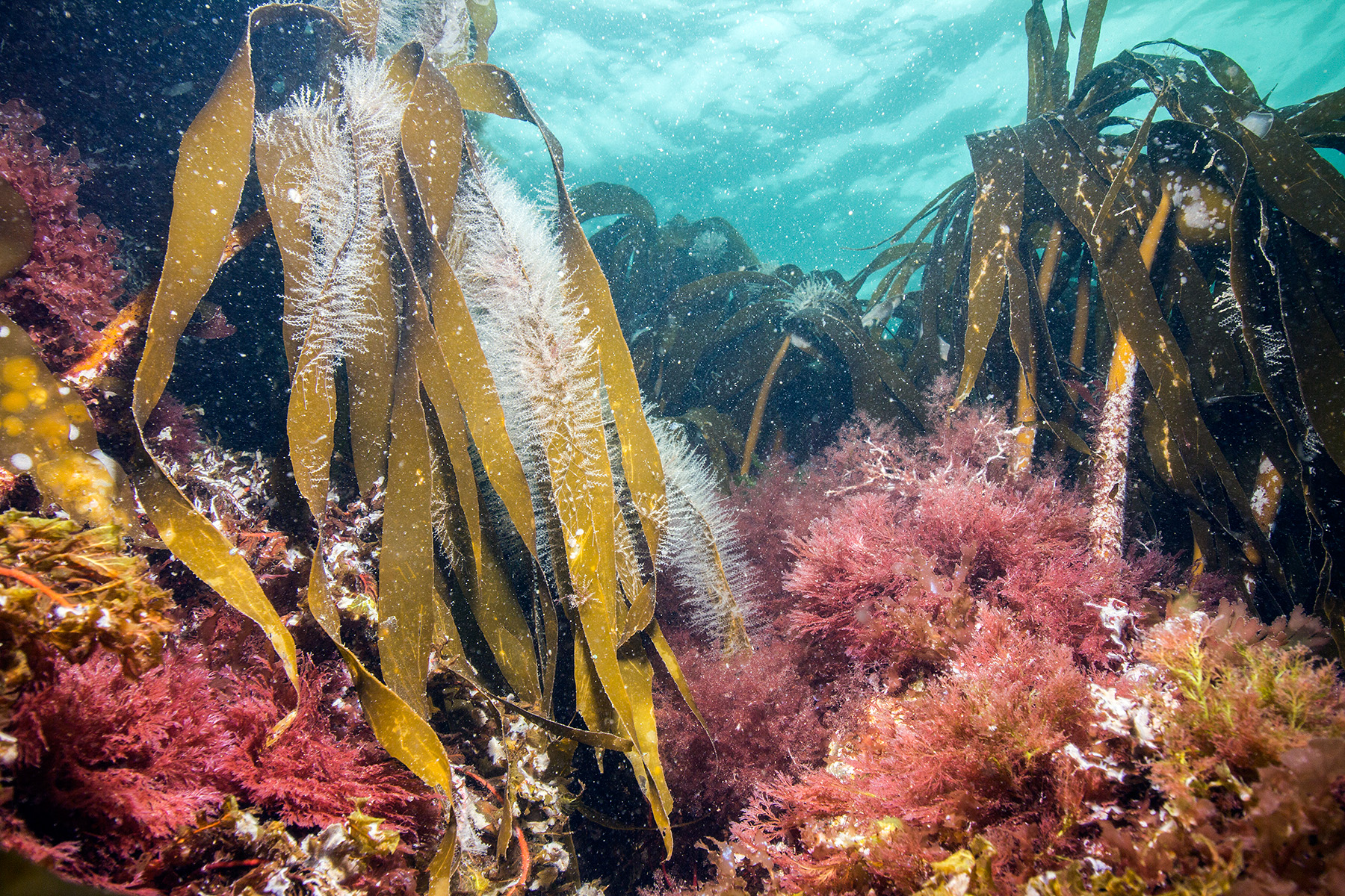 Seaweeds UK | Identification & Examples of UK Seaweed | Pierdom