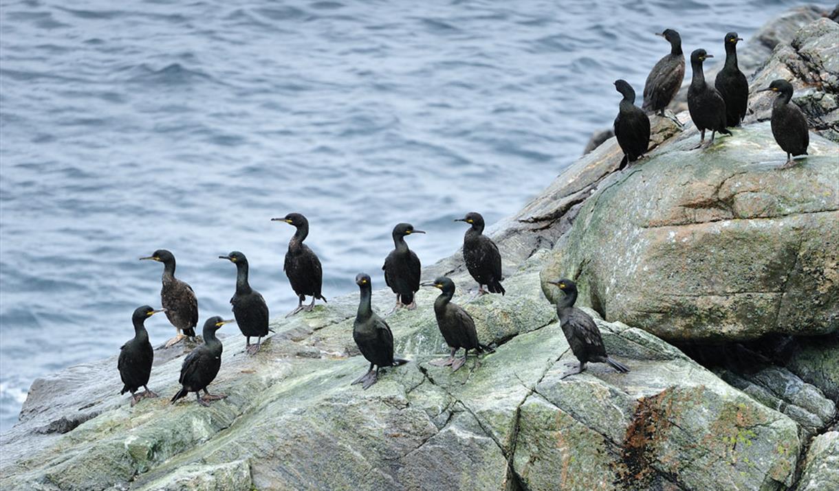 Sea birds UK | 13 Most Common Types of UK Seabirds | Pierdom
