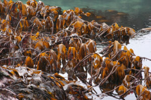 Seaweeds UK | Identification & Examples of UK Seaweed | Pierdom