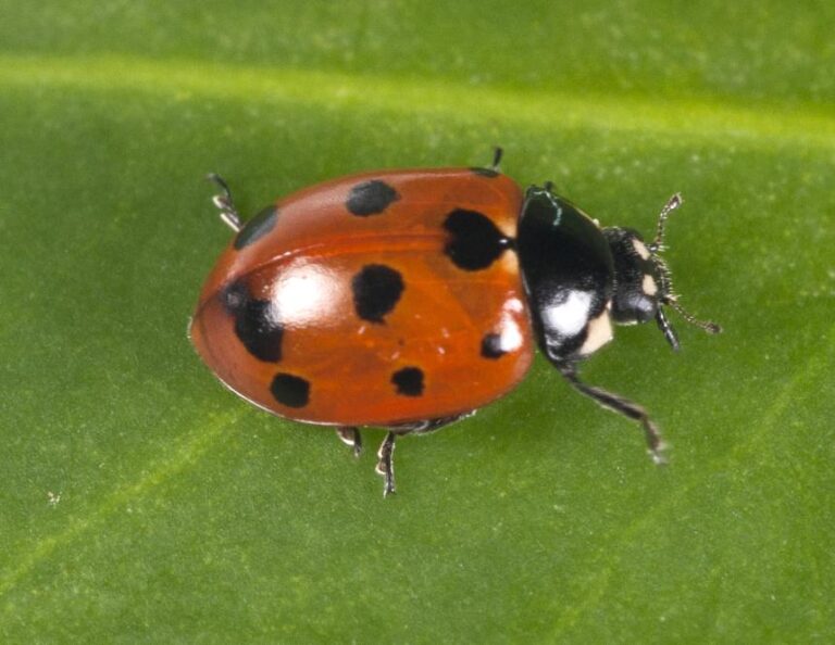 UK Ladybirds | Ladybird identification, life cycle & Facts | Pierdom