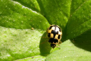 UK Ladybirds | Ladybird identification, life cycle & Facts | Pierdom