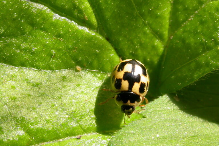 UK Ladybirds | Ladybird identification, life cycle & Facts | Pierdom