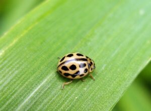 UK Ladybirds | Ladybird identification, life cycle & Facts | Pierdom