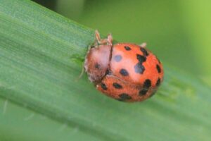 UK Ladybirds | Ladybird identification, life cycle & Facts | Pierdom