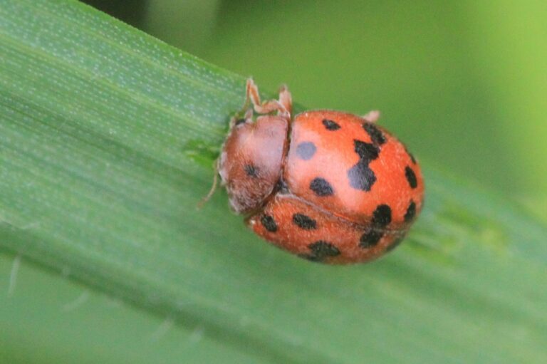 UK Ladybirds | Ladybird identification, life cycle & Facts | Pierdom