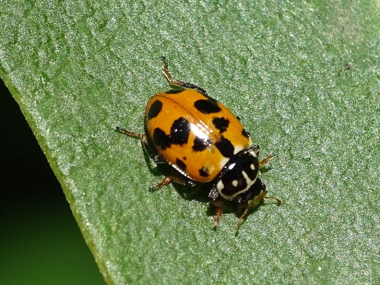 UK Ladybirds | Ladybird identification, life cycle & Facts | Pierdom