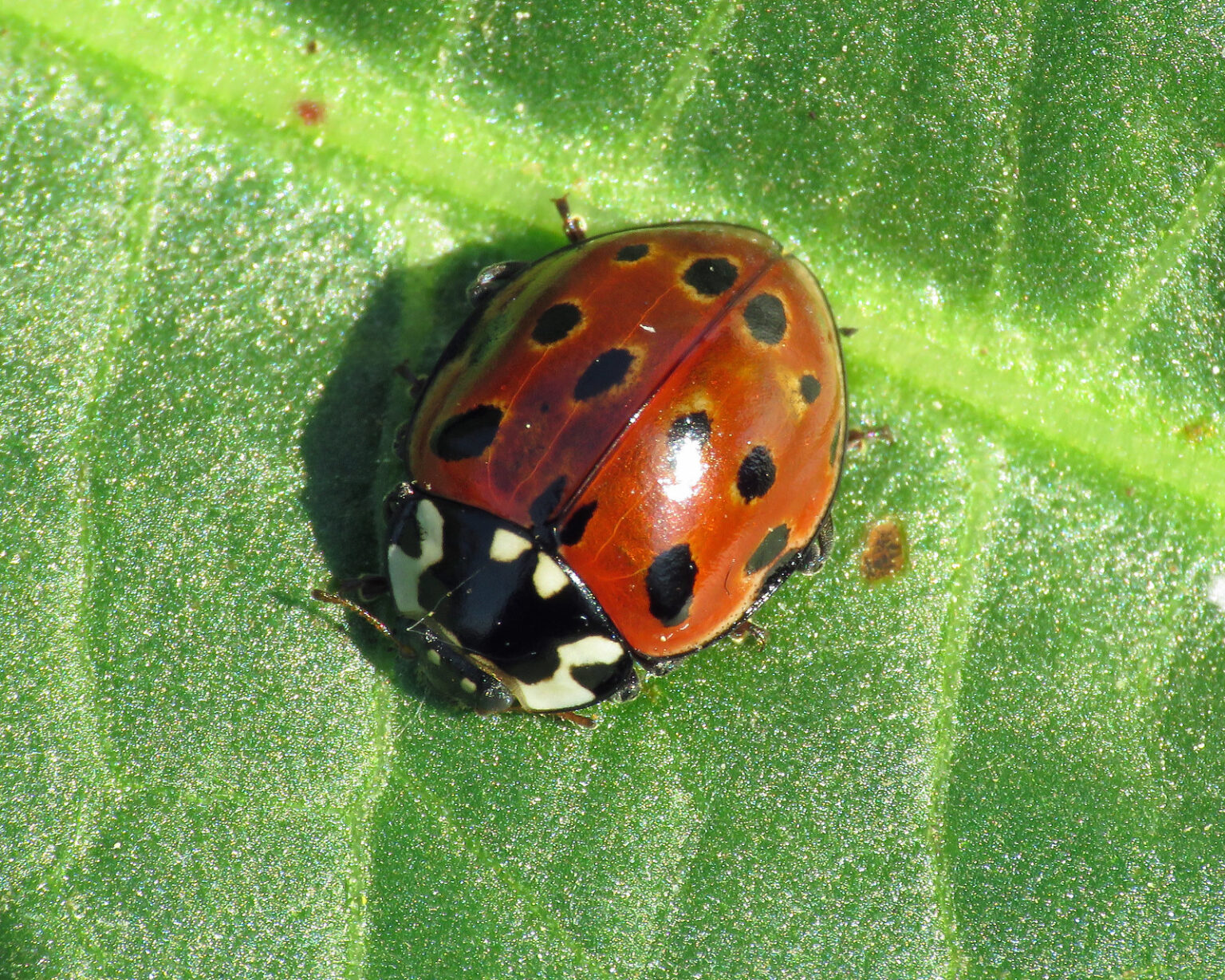 UK Ladybirds | Ladybird identification, life cycle & Facts | Pierdom
