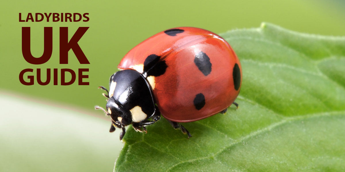 UK Ladybirds | Ladybird identification, life cycle & Facts | Pierdom