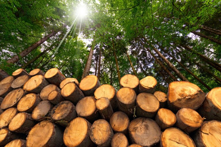 13 Best forests in England in Detail | Pierdom