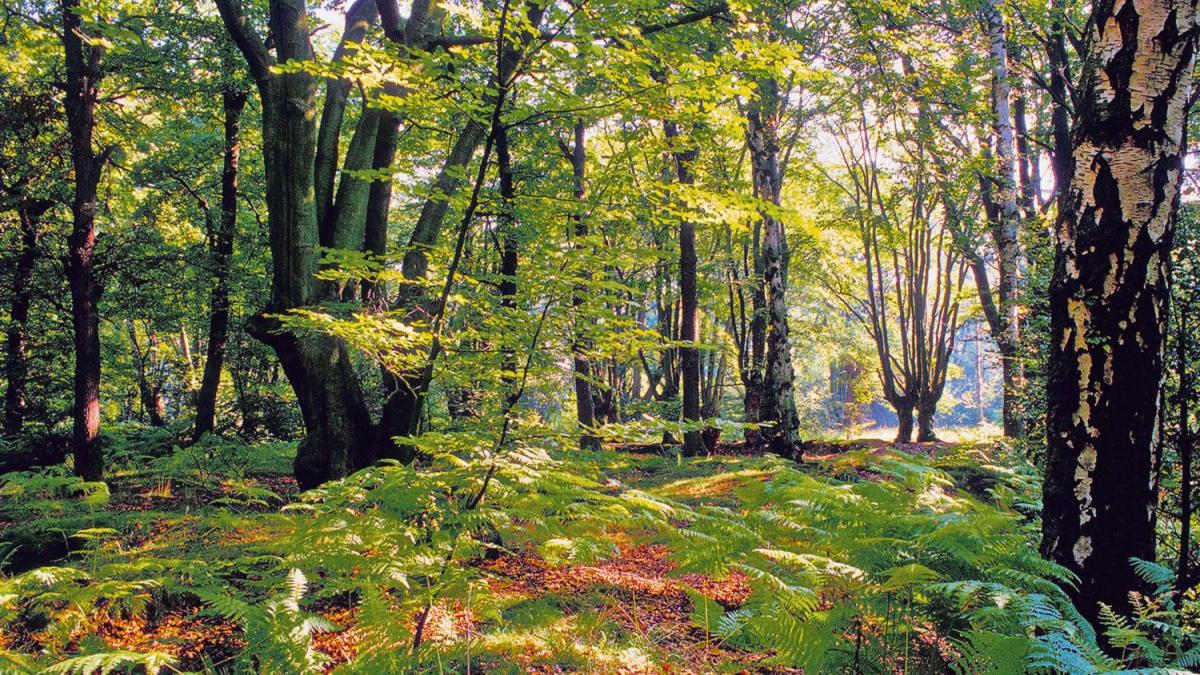 13 Best forests in England in Detail | Pierdom