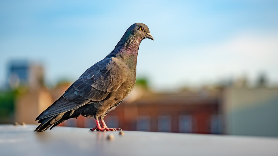 Exploring the Variety of Pigeon types UK Breeds | Pierdom