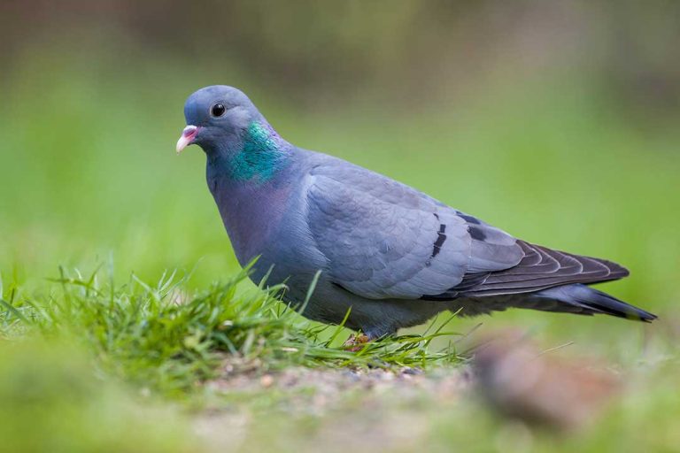 Exploring the Variety of Pigeon types UK Breeds | Pierdom