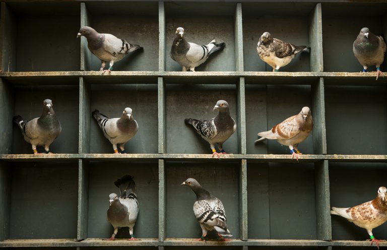 Exploring the Variety of Pigeon types UK Breeds | Pierdom