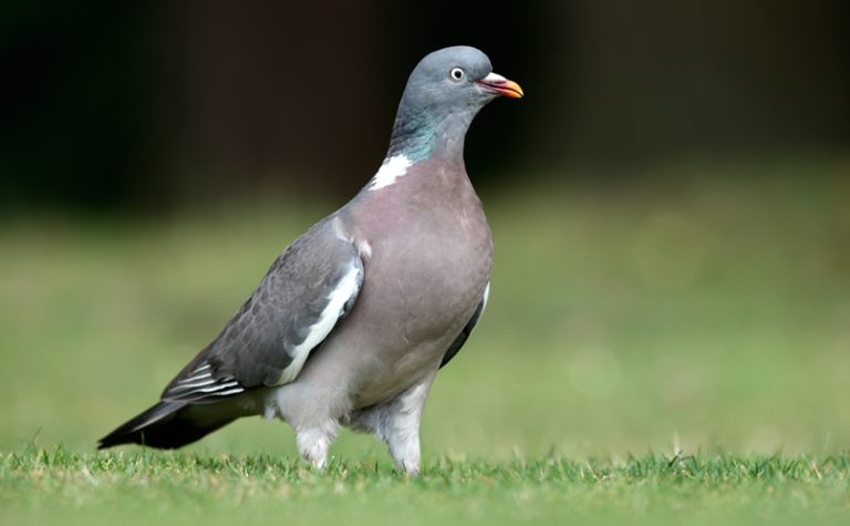Exploring the Variety of Pigeon types UK Breeds | Pierdom