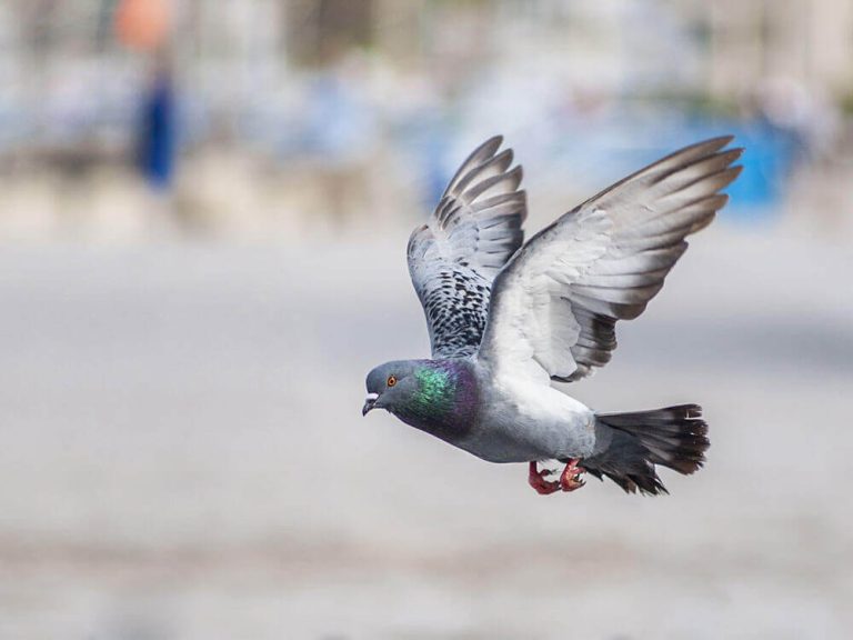 Exploring the Variety of Pigeon types UK Breeds | Pierdom