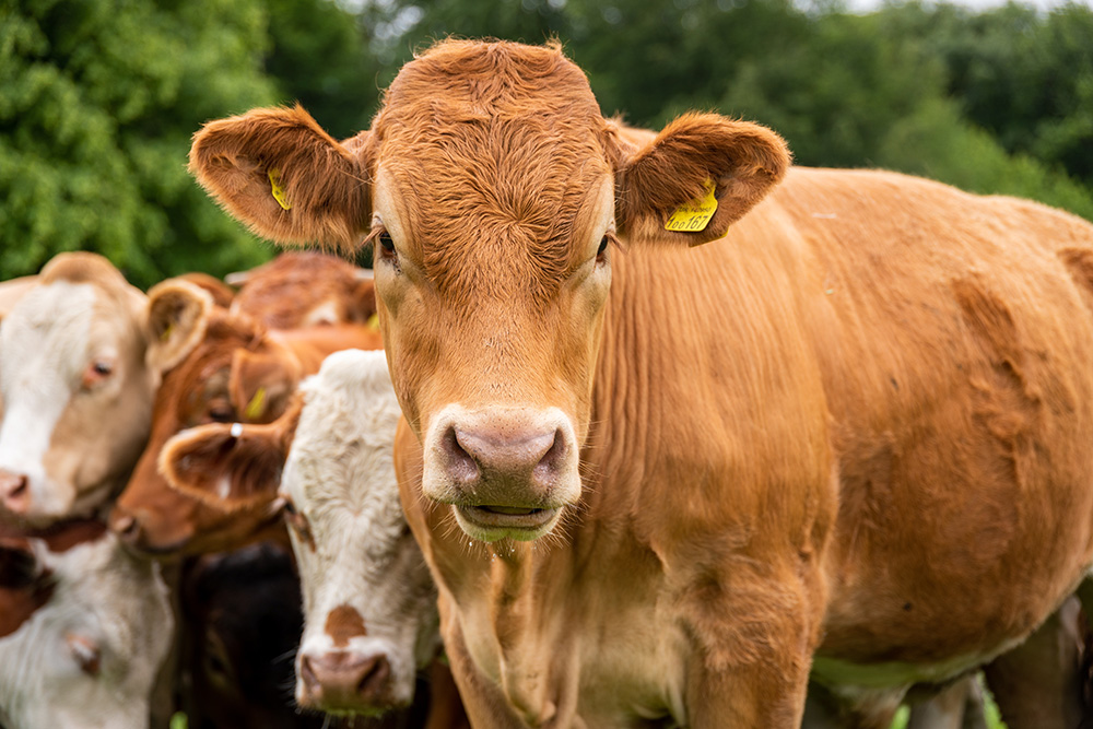 Cow Breeds UK | Understanding the Unique Characteristics of each UK cow ...