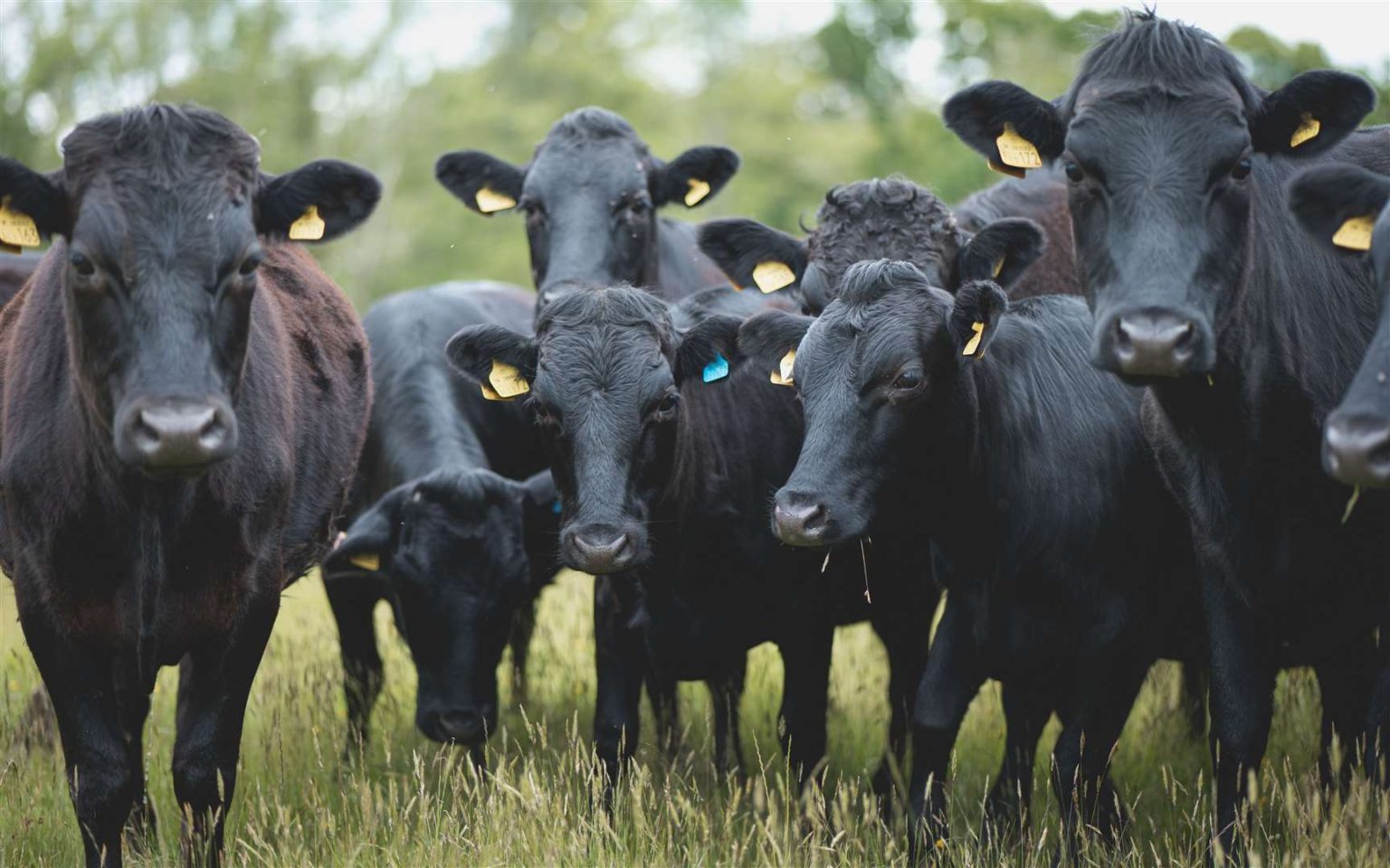 Cow Breeds UK | Understanding the Unique Characteristics of each UK cow ...
