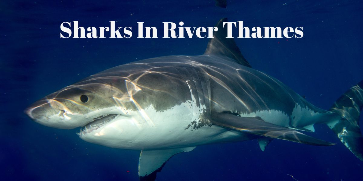 River Thames Sharks Sightings in London | Pierdom