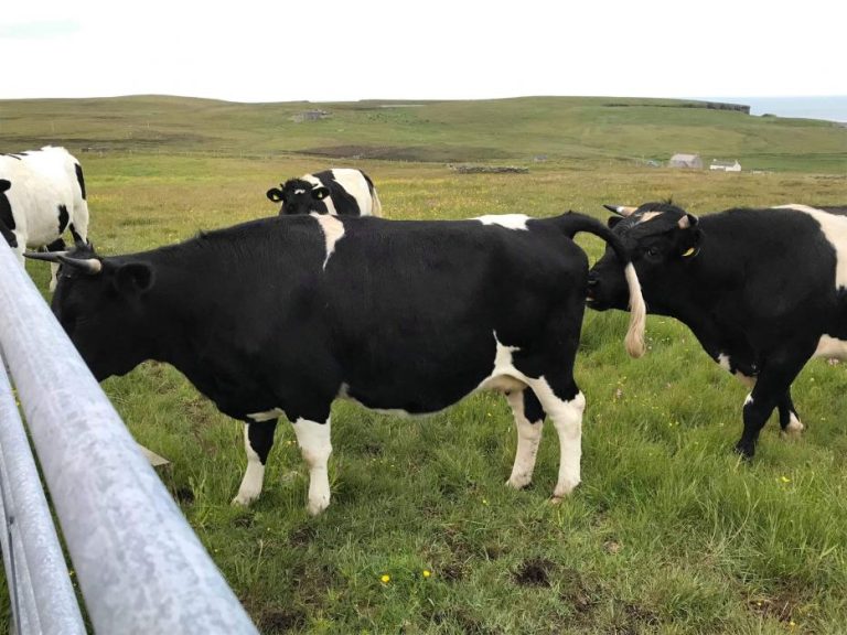 Cow Breeds UK | Understanding the Unique Characteristics of each UK cow ...